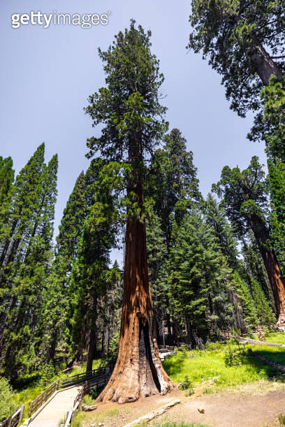 Explore Giant Sequoia Trees in Sequoia National Park, California, with ...