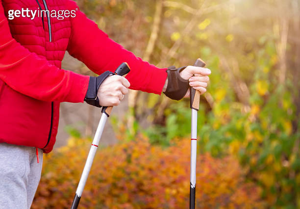 Hands of woman hold walking sticks for Nordic walking in the autumnal ...