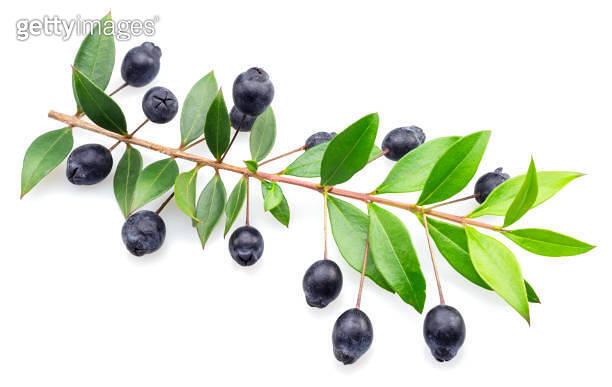 Myrtle branch with leaves and berries isolated on white background. 이미지 ...