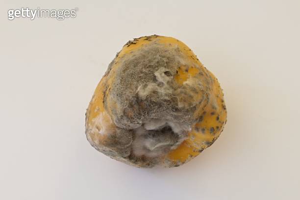 Rotten, Mouldy, Poisonous Yellow pepper. 이미지 (2112031383) - 게티이미지뱅크