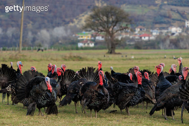 Turkey bird in Albania 이미지 (1998144211) - 게티이미지뱅크
