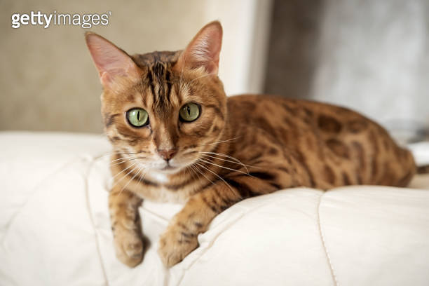 A red Bengal cat lies on the bed at home. 이미지 (2158598098) - 게티이미지뱅크