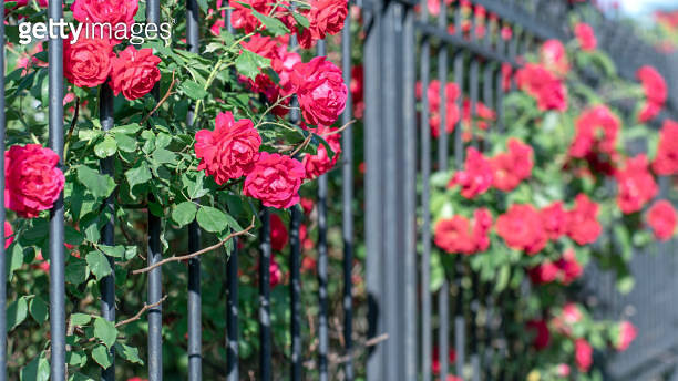 Red roses growing through black metal fence. Vibrant flowers and green ...