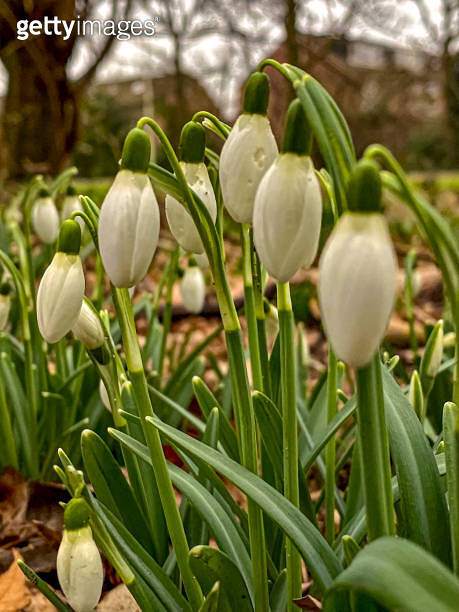Snowdrop (Galanthus) flowers in early spring in the garden 이미지 ...