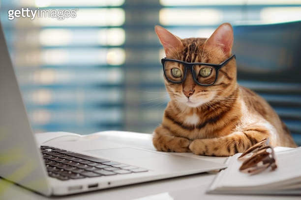 A business cat with glasses works at a computer in the office. 이미지 ...