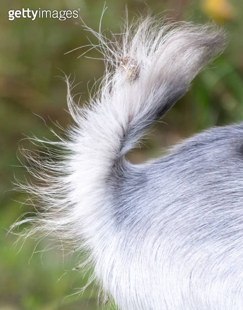 Close-up of a goat's tail in nature 이미지 (2151368049) - 게티이미지뱅크