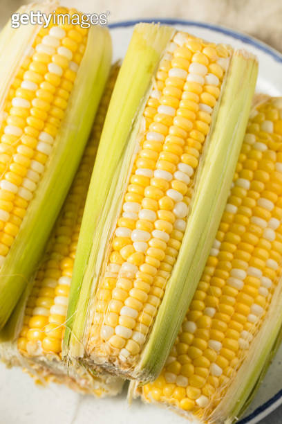 Multi Colored Sweet Corn on the Cob 이미지 (2164827378) - 게티이미지뱅크