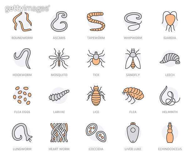Parasites flat line icons set. Intestinal worm, helminth, sandfly, tick ...