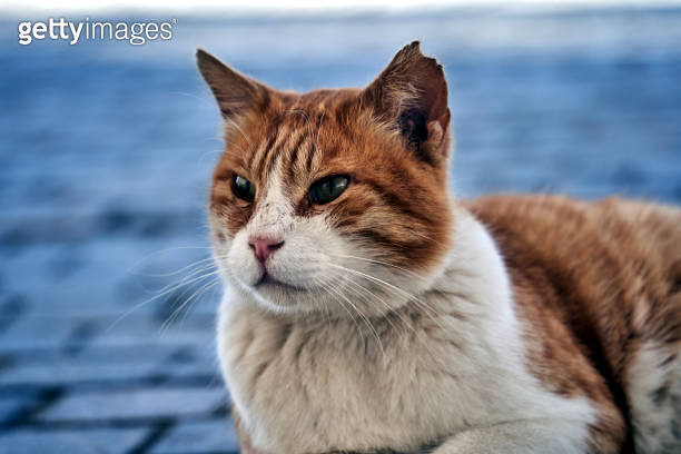 portrait of a red cat on the island of Cyprus 이미지 (2154091207) - 게티이미지뱅크