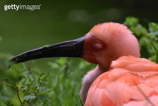 The face of a red ibis sleeping 이미지 (2162157016) - 게티이미지뱅크