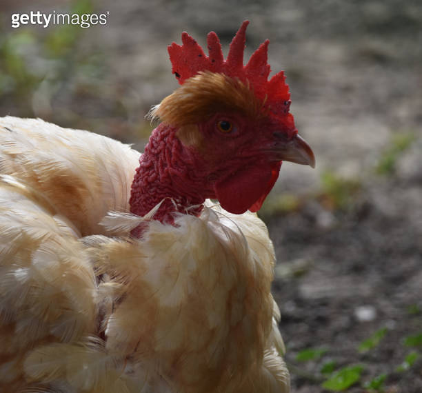 A brown red head bare-necked chicken, in Sarthe, in France 이미지 ...