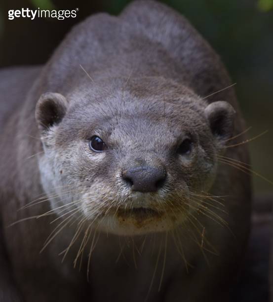 The face of a grey otter, into the nature, in Sarthe, in France 이미지 ...