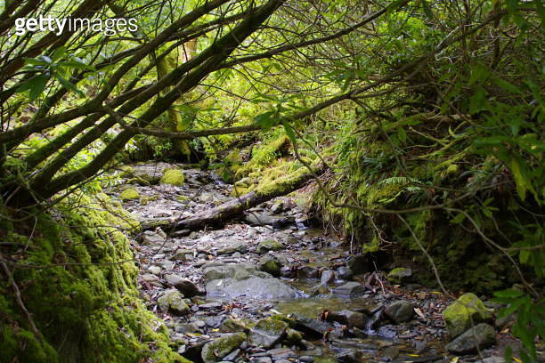 A small stream with stones, between the trees and the vegetation, in ...