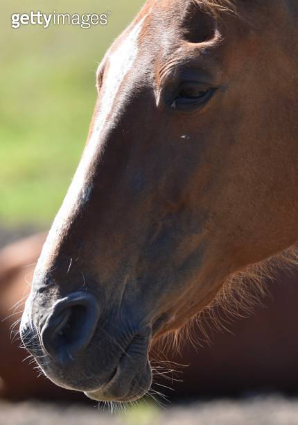 A lateral view of the head of a brown horse, in Sarthe, in France 이미지 ...