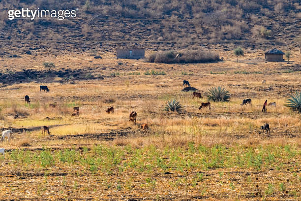 Zebu cows grazing near the Maasai people village in Tanzania. African ...