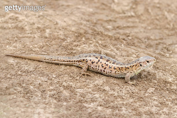 Close up small lizard sunbathing in nature. Small lizard basking in the ...