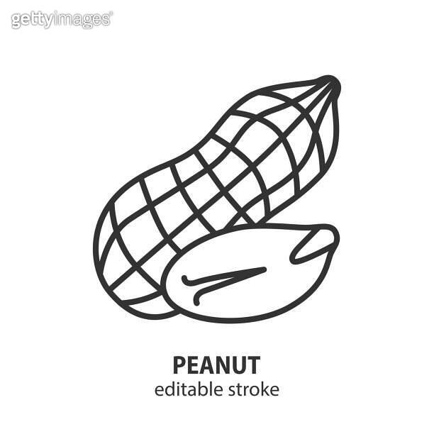 Peanut line icon. Nut symbol. Vector illustration. Editable stroke. 이미지 ...