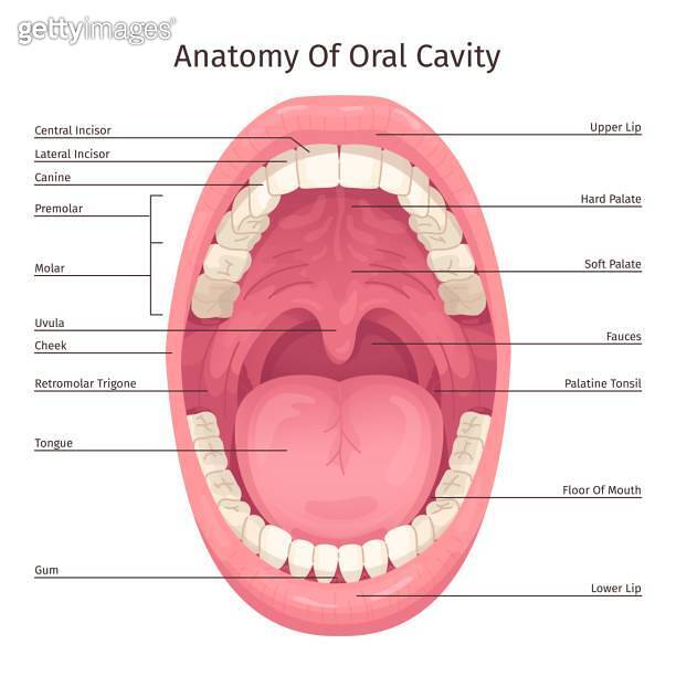Oral cavity infographic. Human mouth inside parts structure anatomy ...