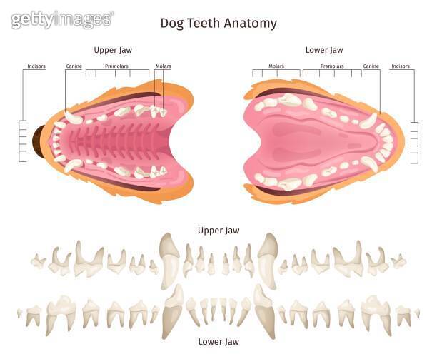 Dog teeth anatomy. Canine tooth anatomic scheme veterinary education ...