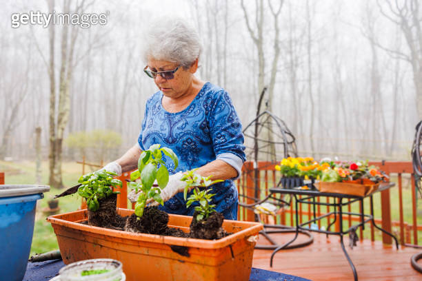 Spring seedlings planting. Senior women planting basil in a pot on the ...