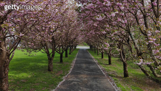 Spring season and cherry trees: pink trees in bloom line the park trail ...