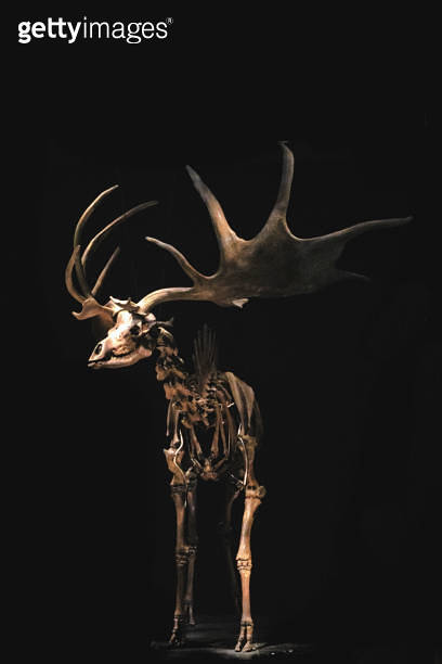 A vertical shot of an Irish elk skeleton 이미지 (2065018284) - 게티이미지뱅크