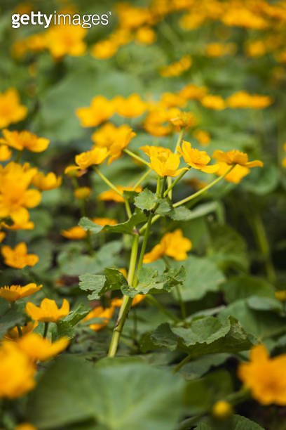 Yellow marsh marigold, caltha palustris flower field. Spring Czech ...