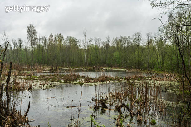 A murky swamp nestled among trees under a cloudy sky 이미지 (2148875654 ...