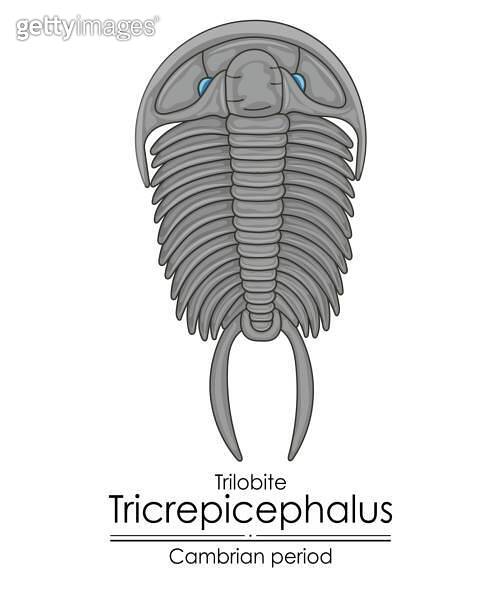Trilobite Tricrepicephalus, a Cambrian period creature (2031559302 ...