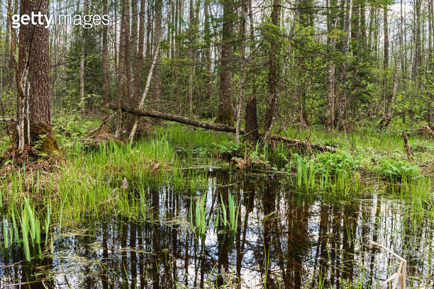 Spring flood of water in the forest. Wetland with dense forest. The sky ...