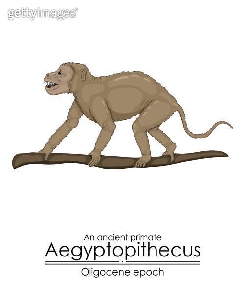 An ancient primate, Aegyptopithecus 이미지 (2097856056) - 게티이미지뱅크