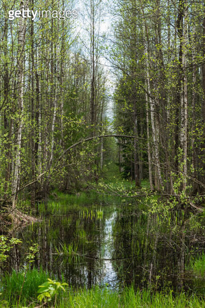 Spring flood of water in the forest. Wetland with dense forest. The sky ...