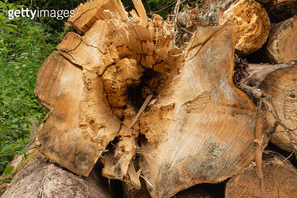 Cross section showing a large deep crack and rotten core of a cut tree ...