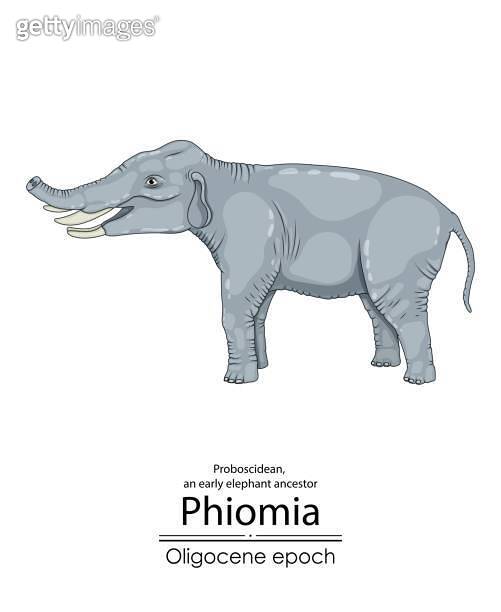 Phiomia, an early elephant ancestor from the Oligocene epoch, with ...