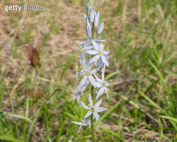 Camassia scilloides (Wild Hyacinth) Native North American Spring ...