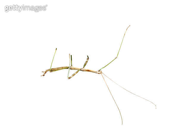 Common Walkingstick (Diapheromera femorata) North American Stick Insect ...