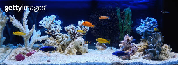 Freshwater aquarium designed in pseudo-sea style. Aqua scape and aqua ...