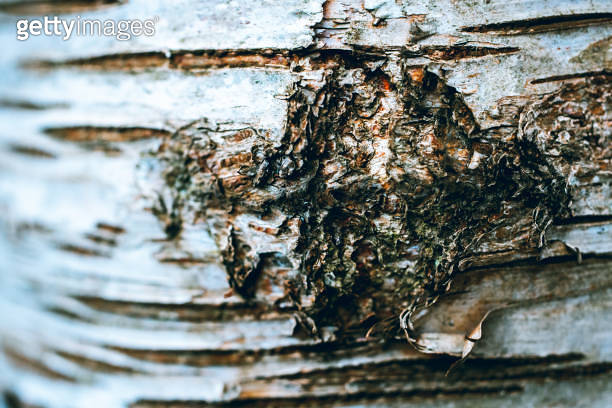 Close-up of a German birch tree in a forest 이미지 (1966207713) - 게티이미지뱅크