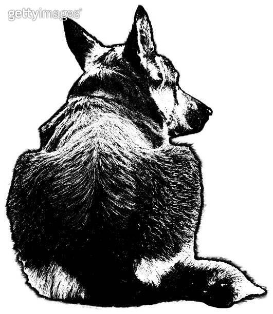 German shepherd lying back view isolated graphic 이미지 (2162135038) - 게티이미지뱅크