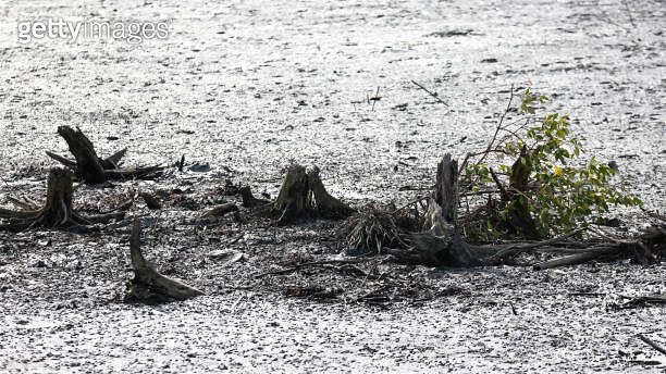 Dead tree stump effect from Natural disasters and environmental ...
