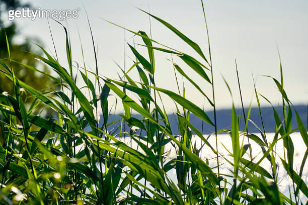 Close-up of young green reeds in front of a blurred lake 이미지 ...