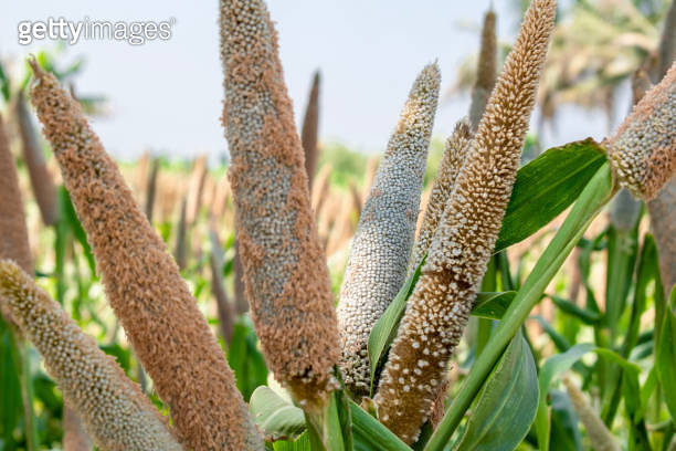 Millet field in India, millet plants and seed in farm, Bajra (pearl ...