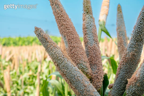 Millet field in India, millet plants and seed in farm, Bajra (pearl ...