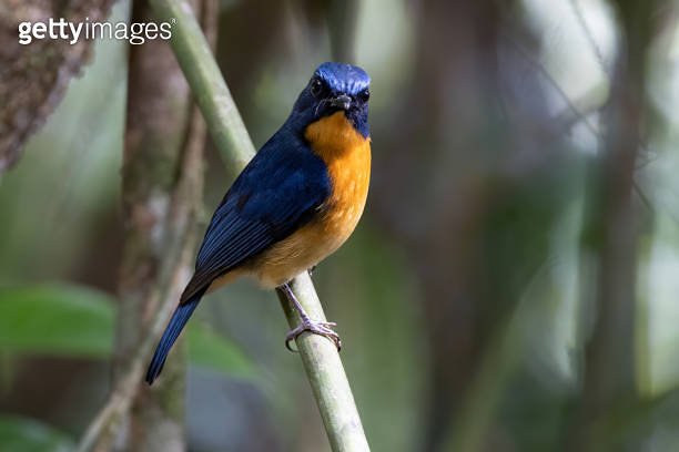 Nature wildlife image of Dayak Blue Flycatcher bird deep jungle forest ...