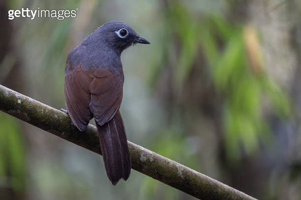 Sunda laughingthrush (Garrulax palliatus) is a species of birds at ...