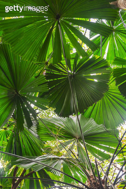Palm trees in tropical rainforest in Daintree River National Park in ...