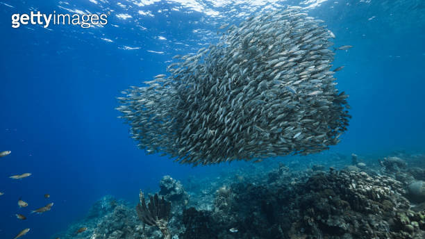 Schooling Big Eye Scad fish in the coral reef of the Caribbean Sea 이미지 ...