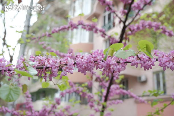 pink flowers on branches of Eastern Redbud or Eastern Redbud Cercis ...