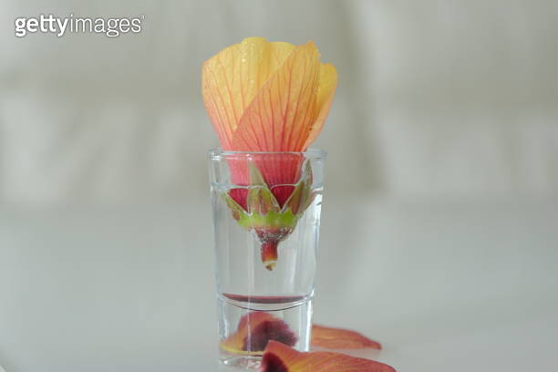 yellow-red flower. Abutilon striatum (Red Vein Indian Mallow), a showy ...