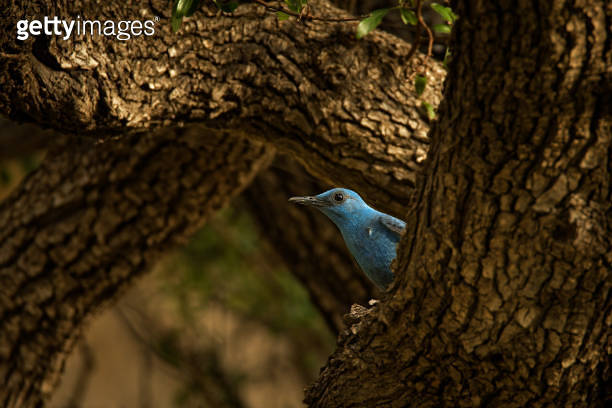 Blue rock thrush - Monticola solitarius in the olive tree, species of ...